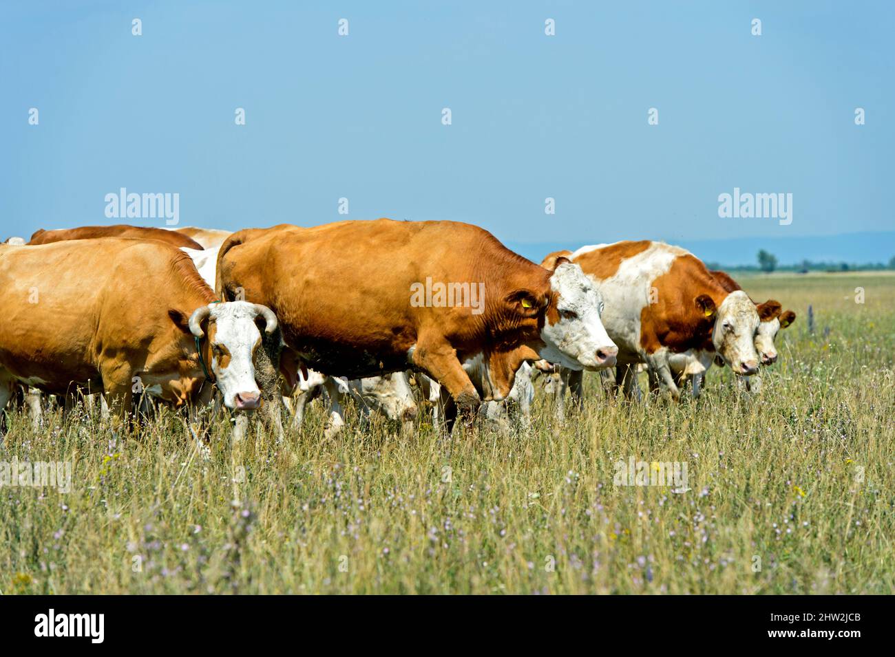 Herd Of Simmental Cattle On A Pasture, National Park Neusiedlersee ...