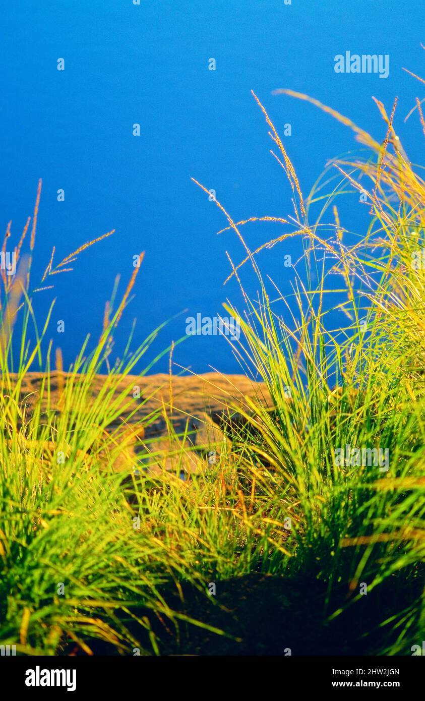 Moor grass hi-res stock photography and images - Alamy