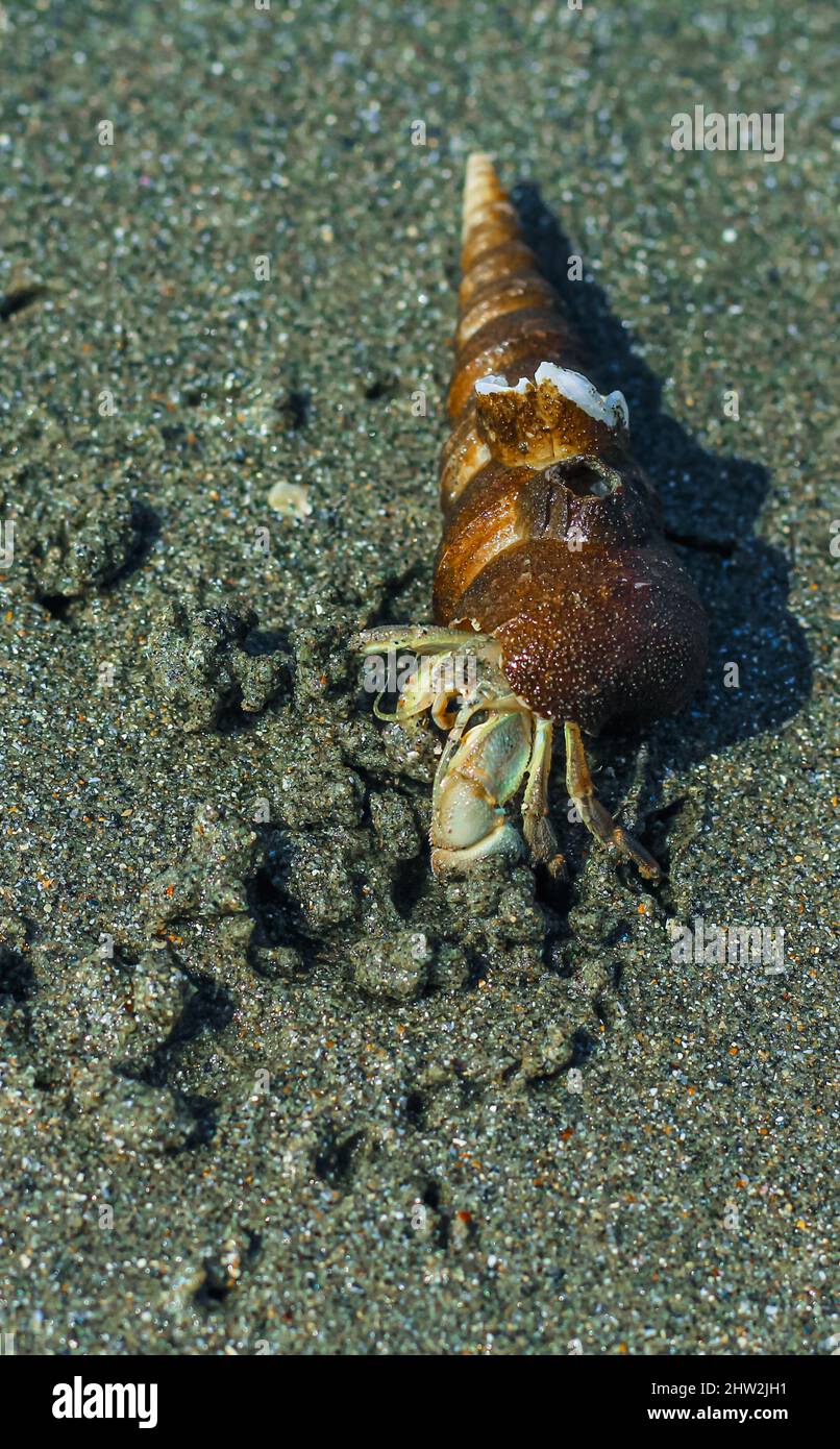 Hermit Crab on the beach. Wildlife Beach, Hermit Crab, Animal Shell ...