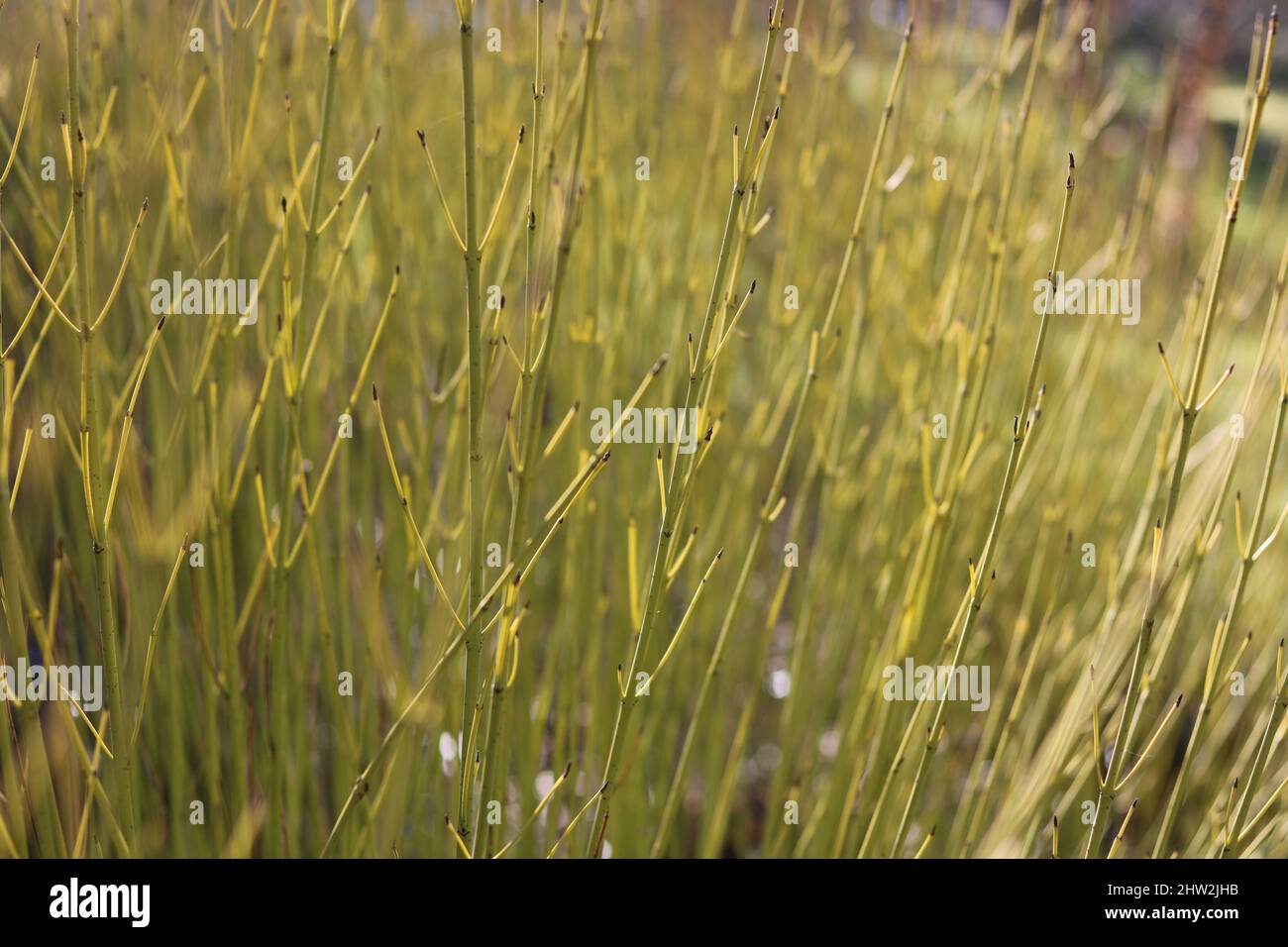Background showing winter stems of green cornus or dogwood shrub Stock ...
