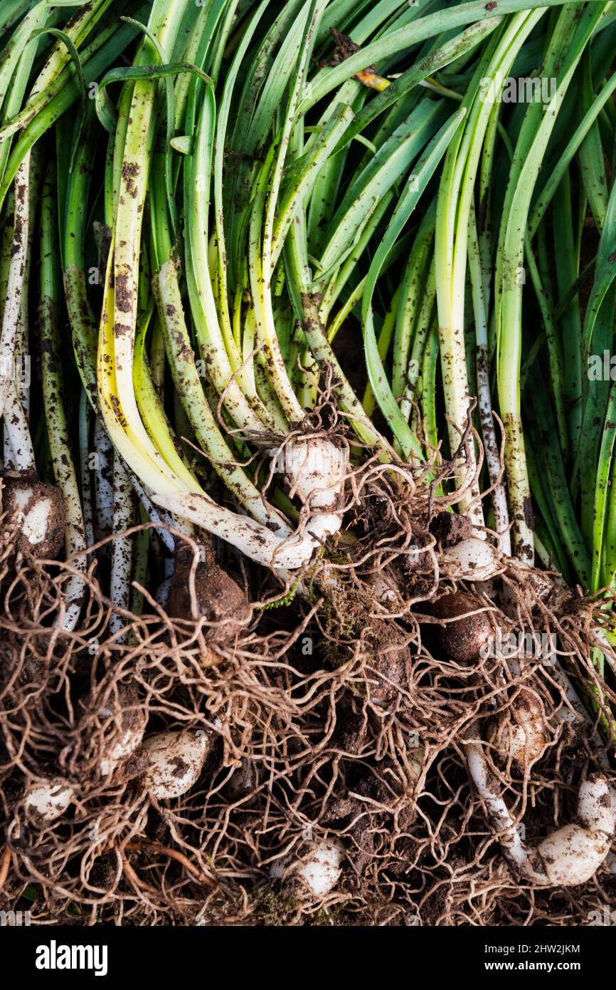 Galanthus nivalis, common snowdrop in the green ready for planting ...