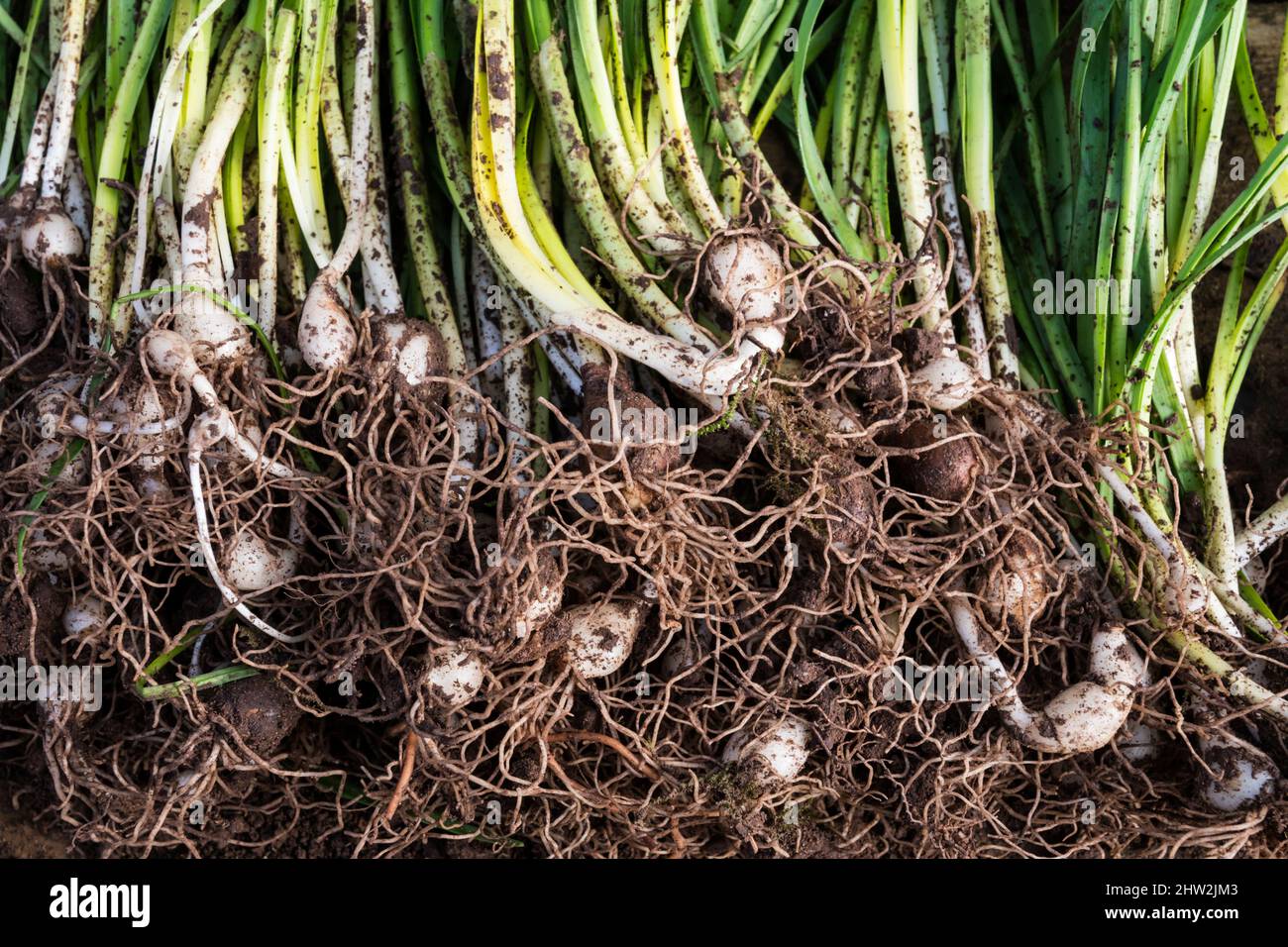 Galanthus nivalis, common snowdrop in the green ready for planting ...