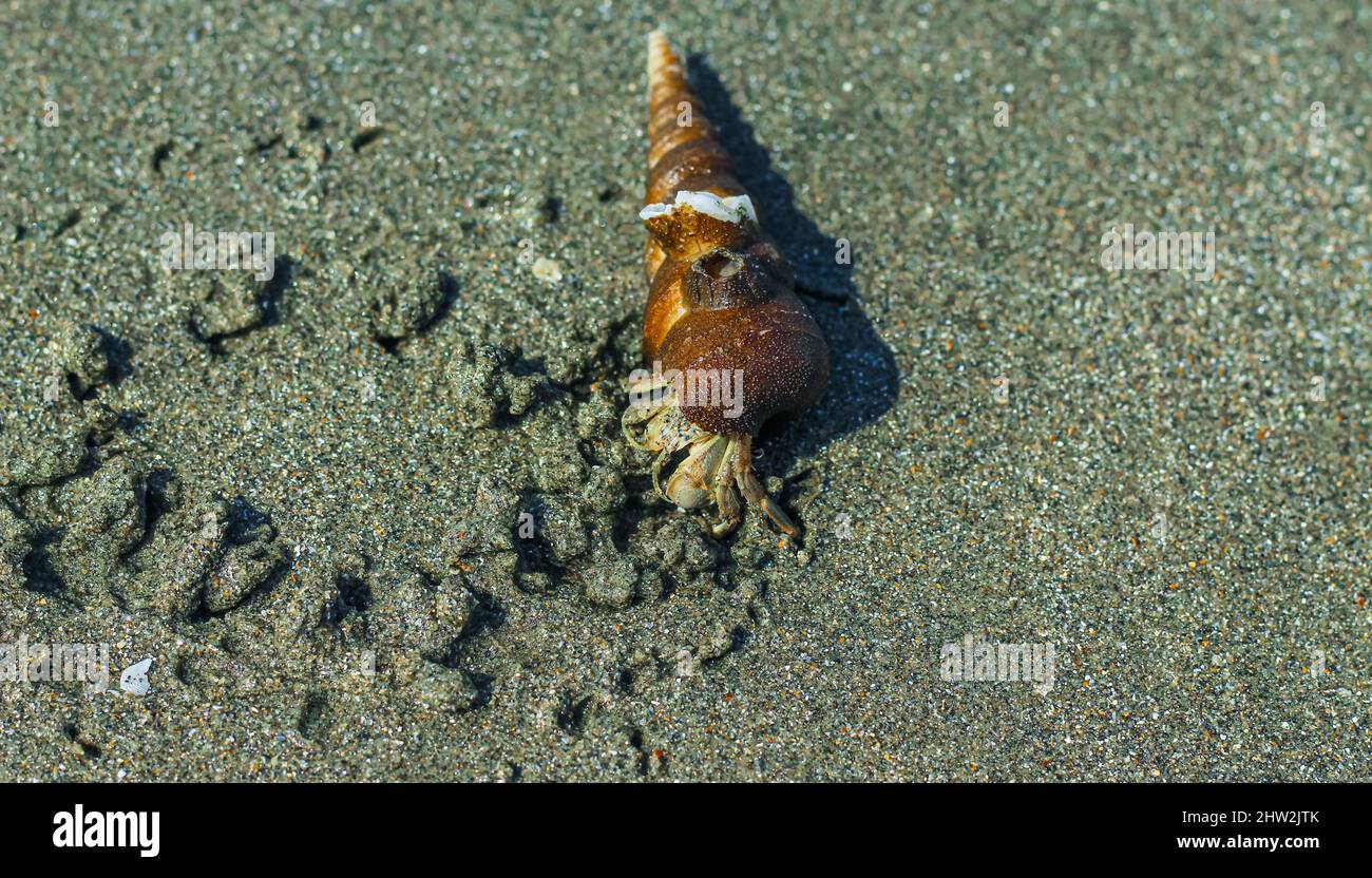 Hermit Crab on the beach. Wildlife Beach, Hermit Crab, Animal Shell ...