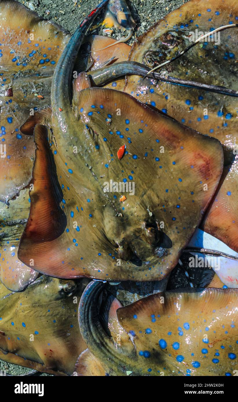Blue-spotted ribbon tail caught by a fisherman in St. Martin's Island ...