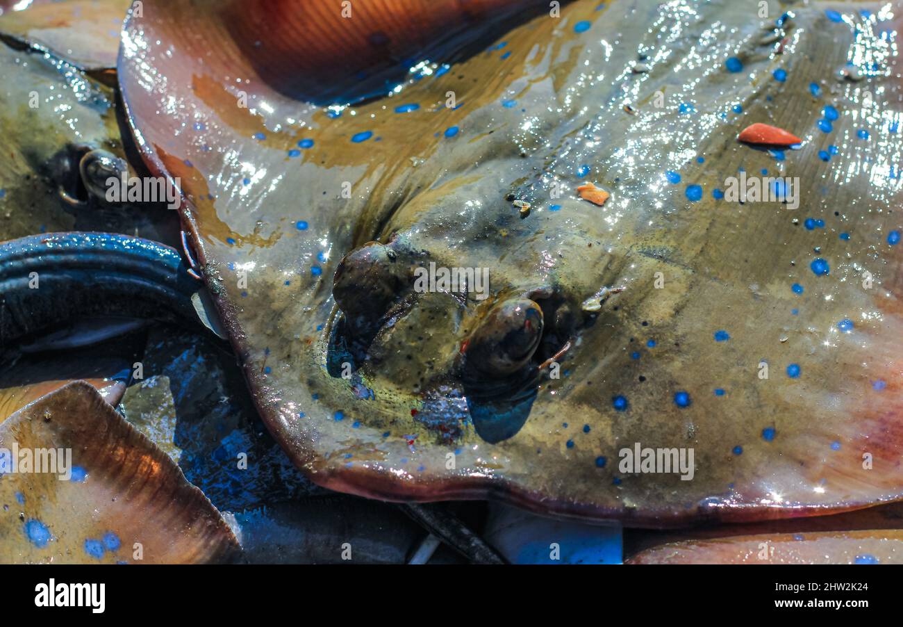 Blue-spotted ribbon tail caught by a fisherman in St. Martin's Island ...
