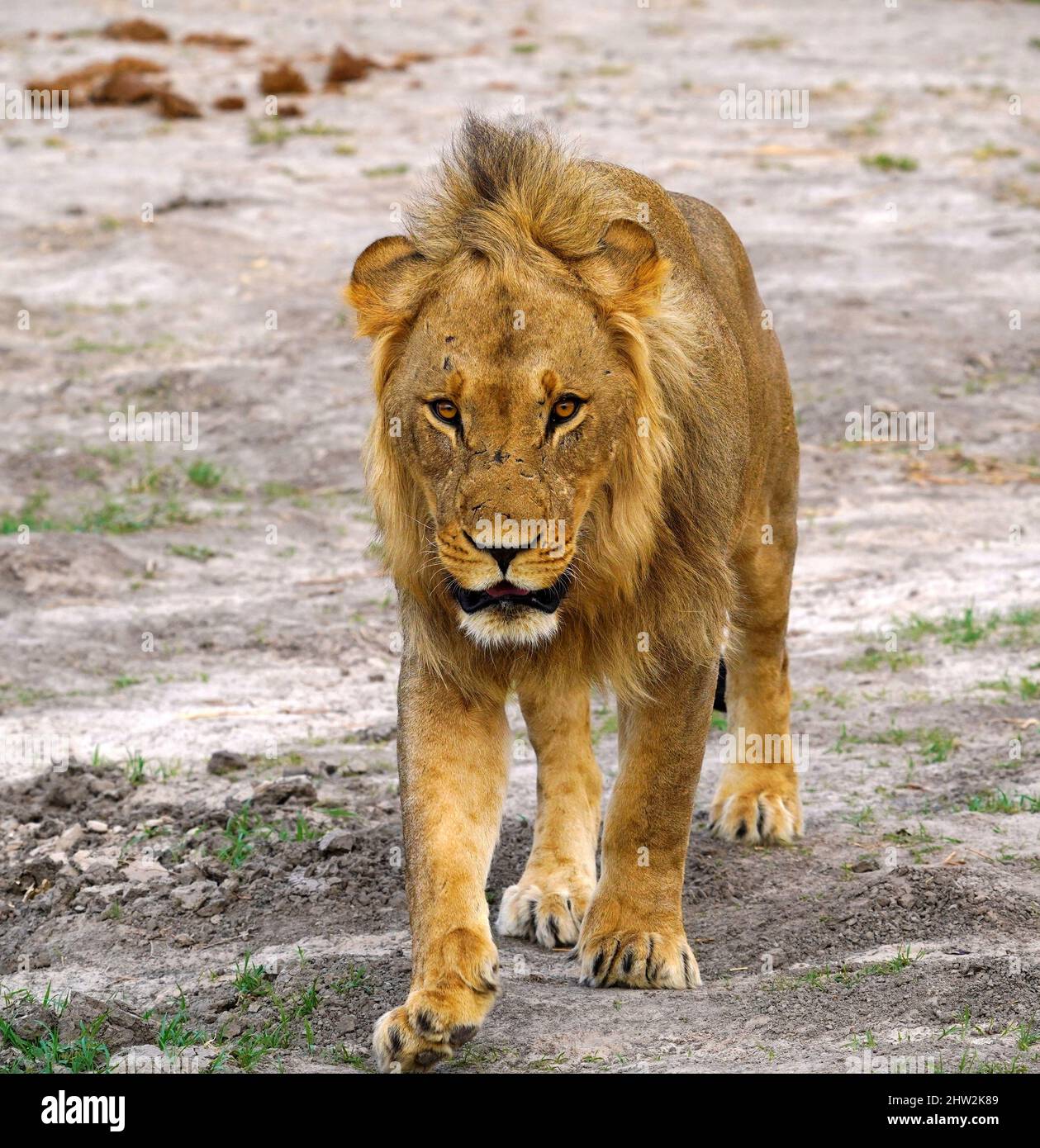 Big African male lion in the bushveld looking resplendent Stock Photo ...