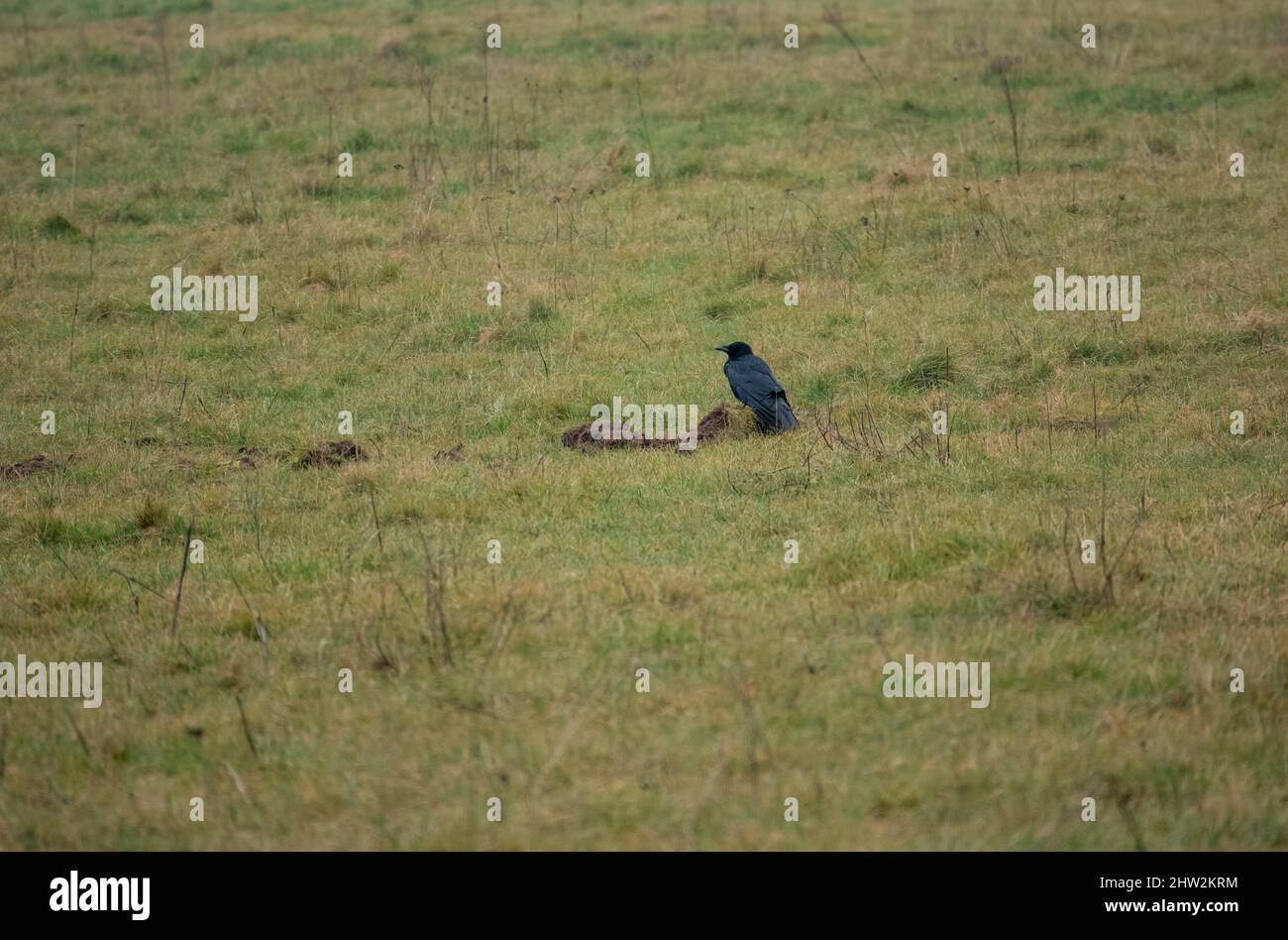 Male rook corvus frugilegus hi-res stock photography and images - Alamy