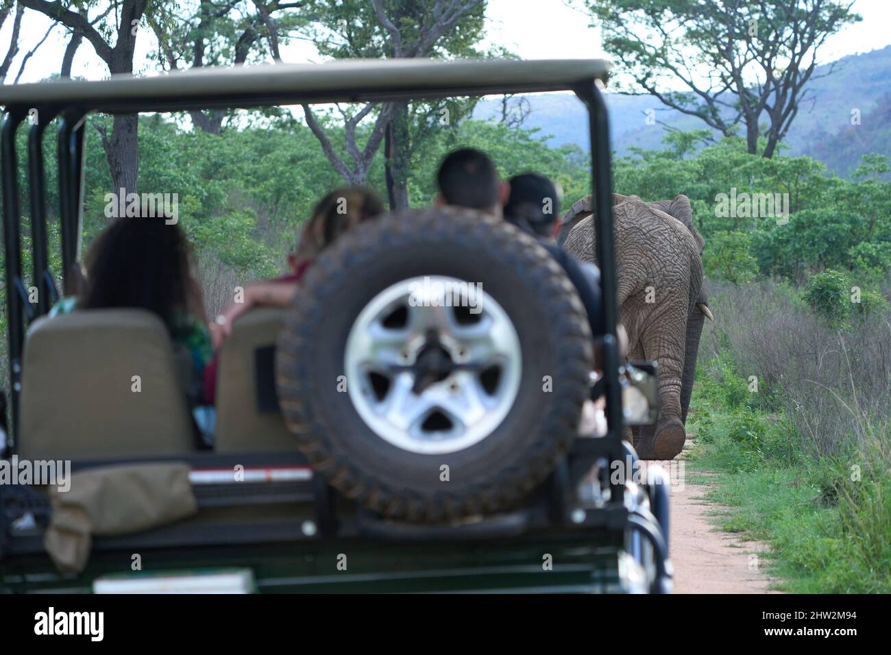 Back view of people driving in a safari Stock Photo - Alamy