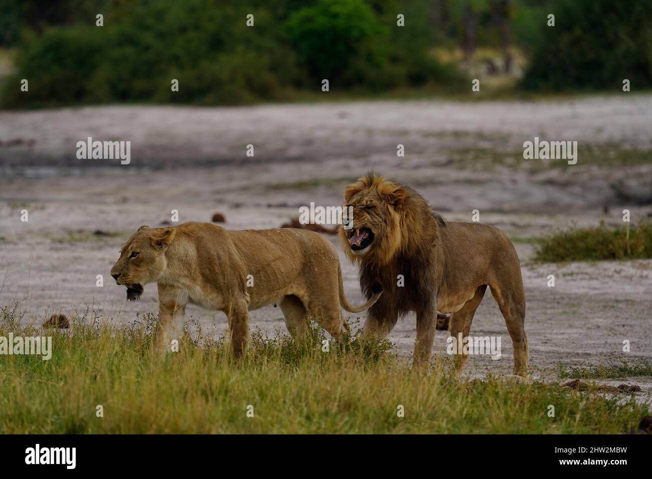 Pair of breeding lions mating in the African savanna Stock Photo - Alamy