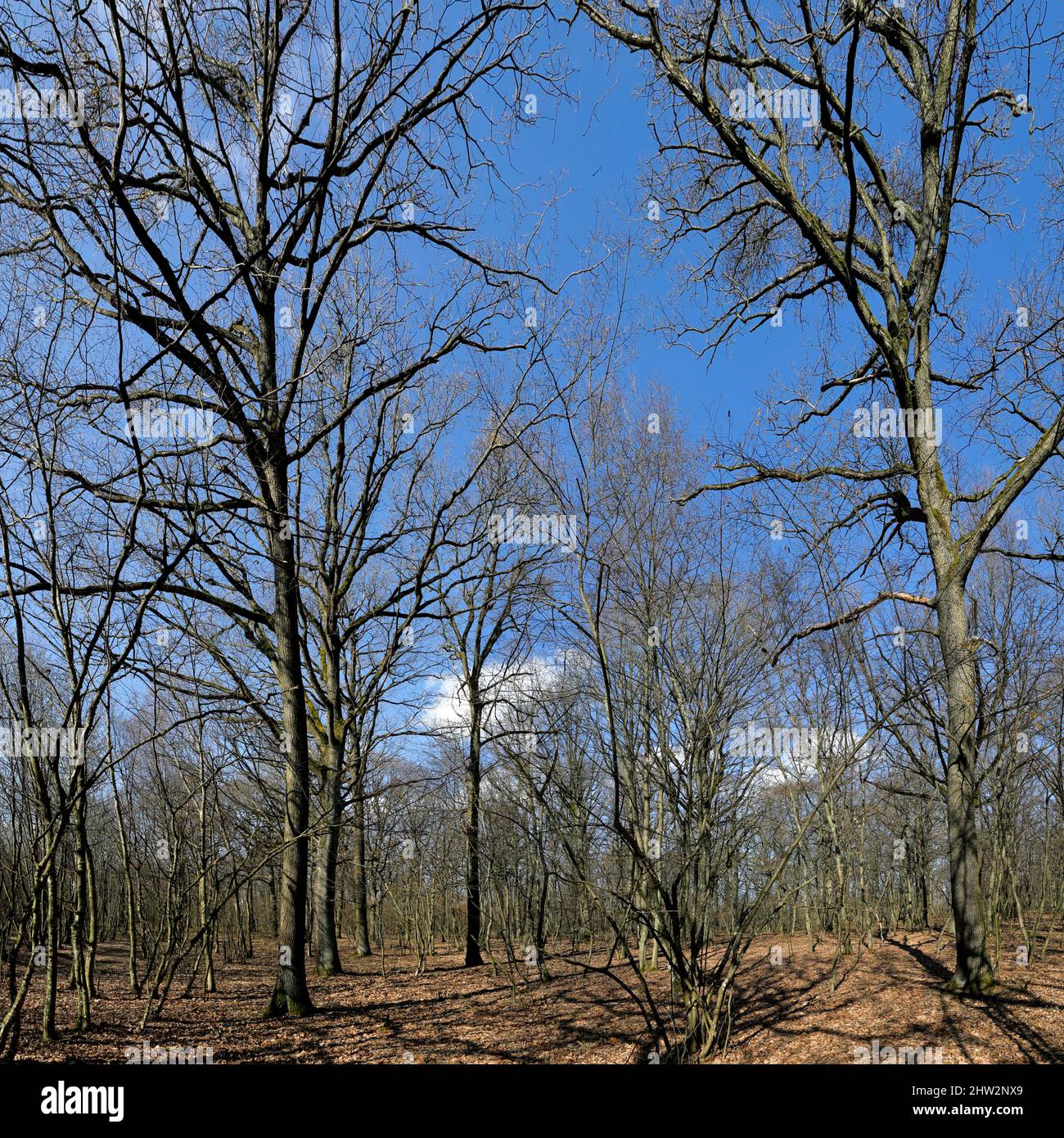 A deciduous forest with oak trees in wintertime in Lower Austria Stock ...