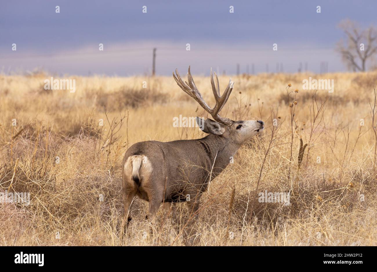 Mule Deer Buck During the Rut in Autumn in Colorado Stock Photo - Alamy