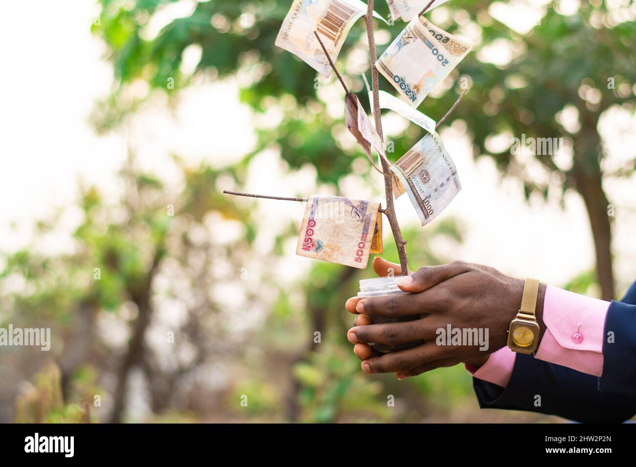 African businessman holding a money tree outside Stock Photo - Alamy