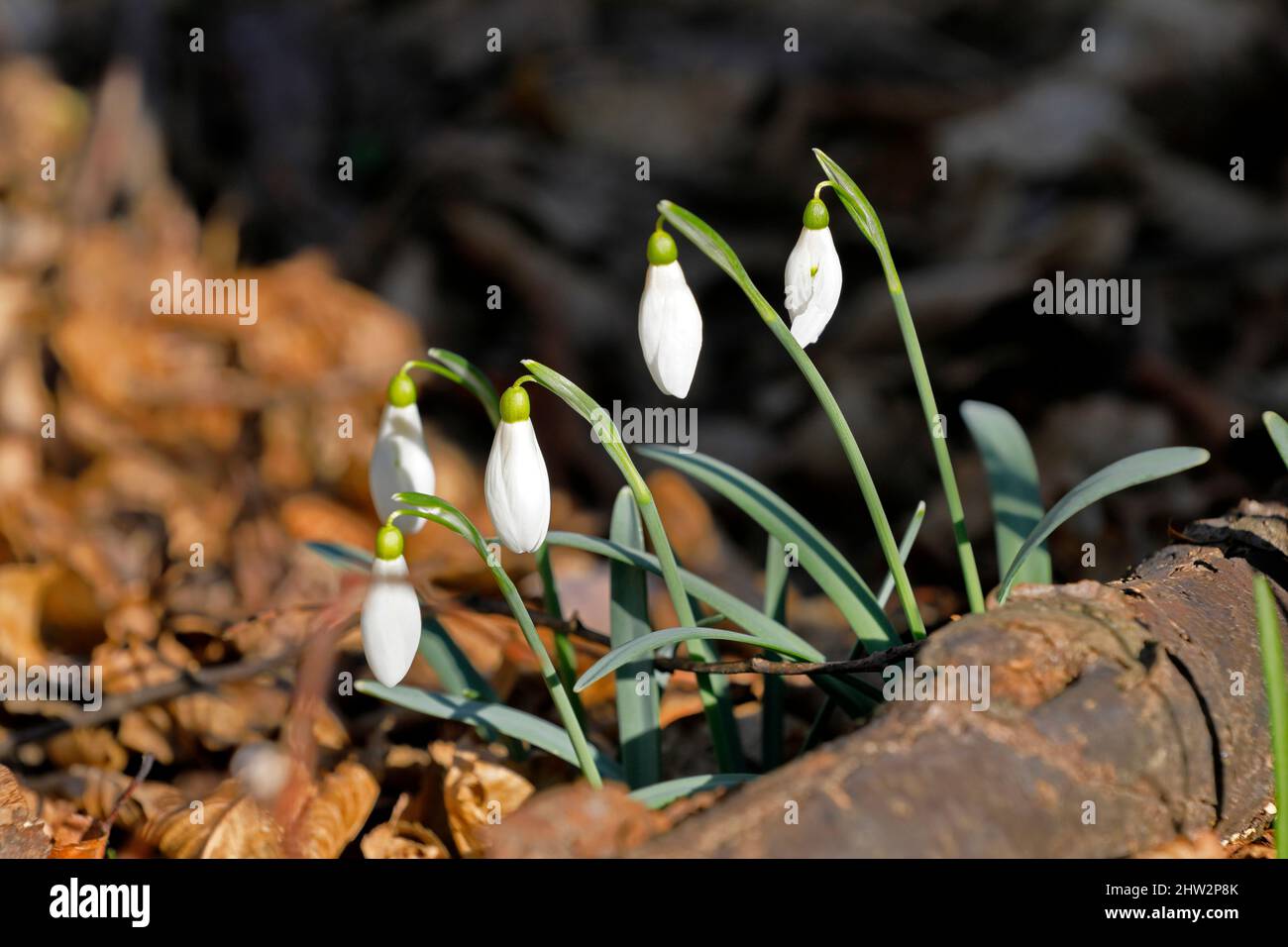 Drops of snow hi-res stock photography and images - Alamy