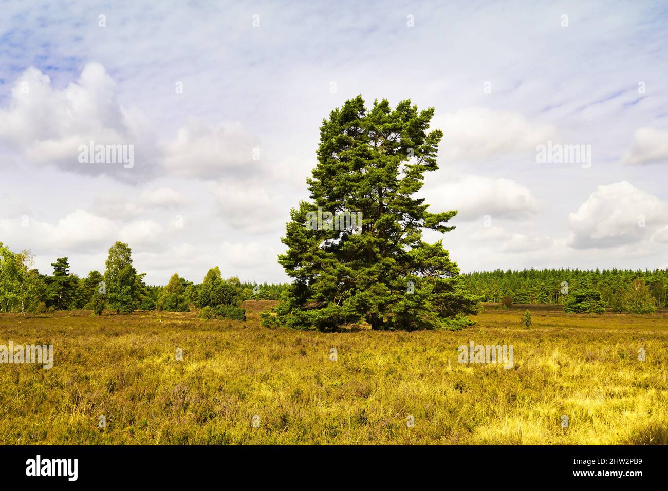 Yellow grass field of trees under beautiful sky with clouds Stock Photo ...