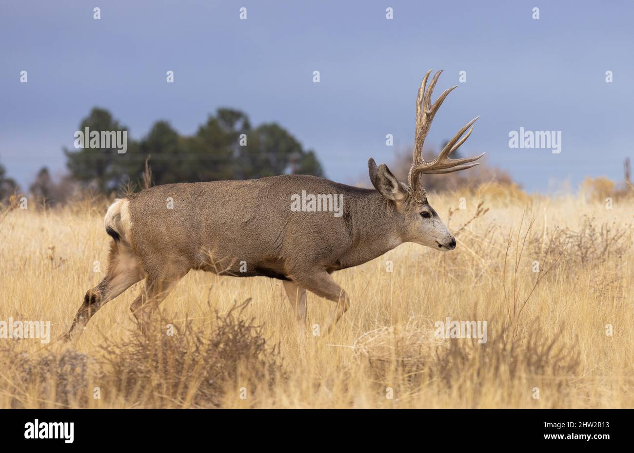 Mule Deer Buck During the Rut in Autumn in Colorado Stock Photo - Alamy