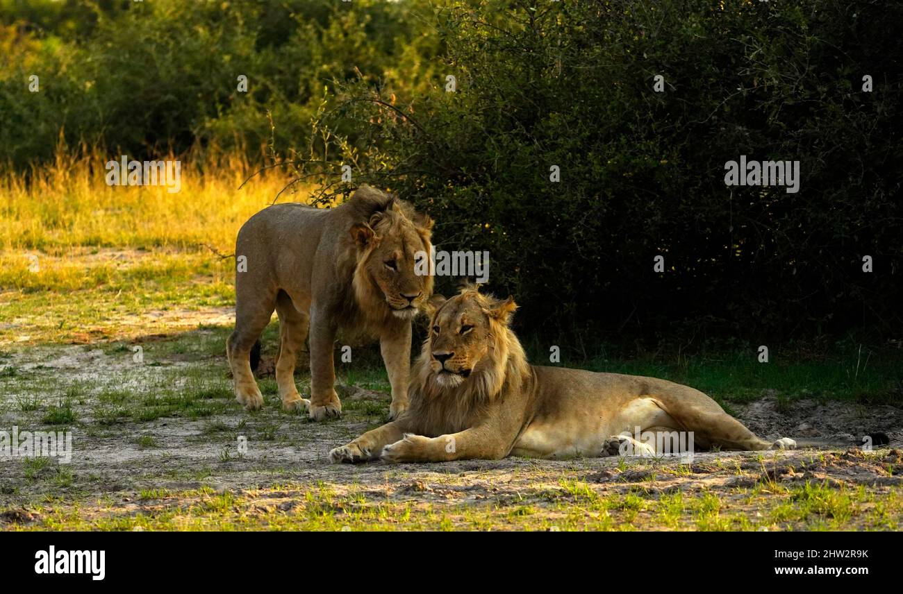 Two young male lions in the wild African savanna play fighting Stock ...