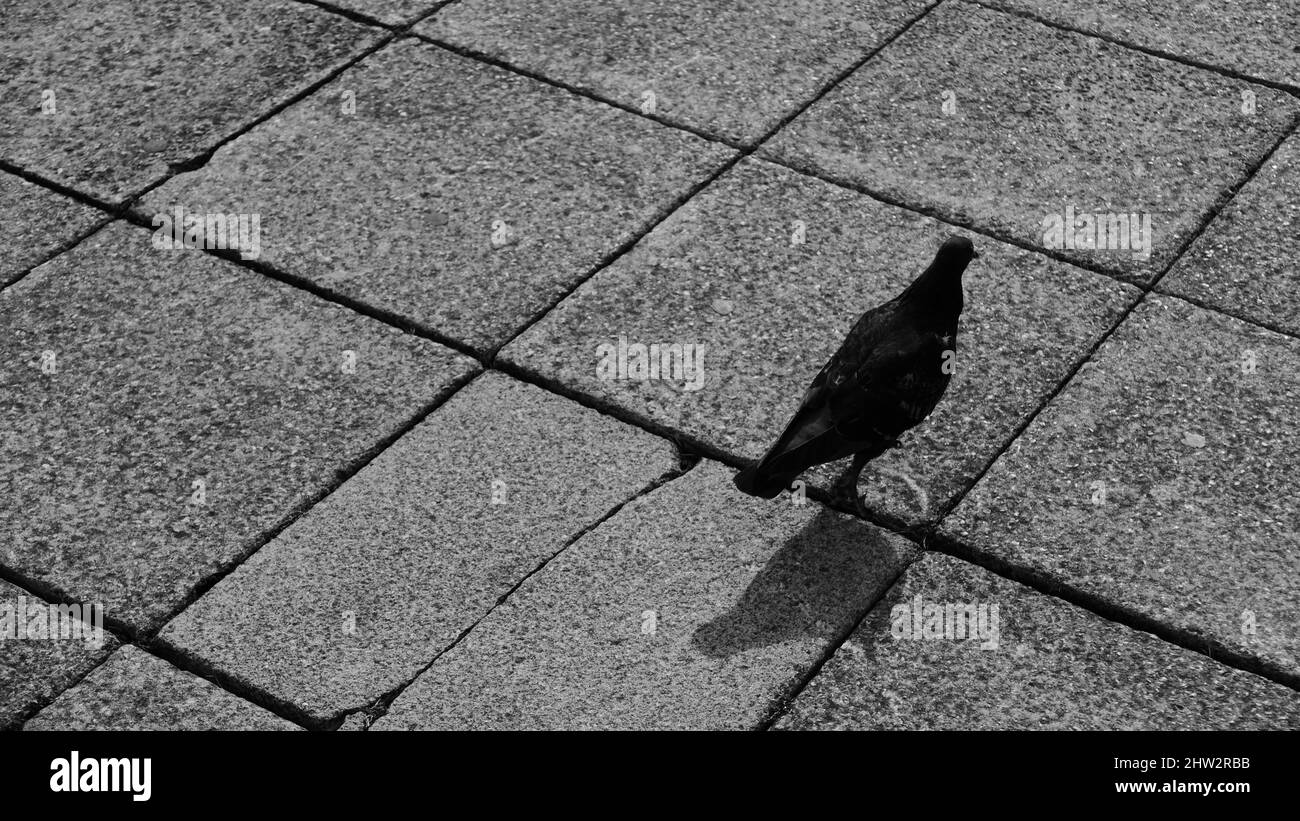 Grayscale of a lonely pigeon walking on the wet concrete tiles outside ...