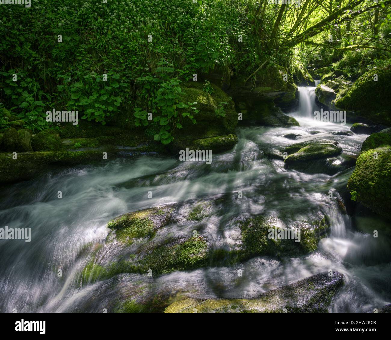 Vegetable greenery on the shady walls next to a riverbed in Courel ...