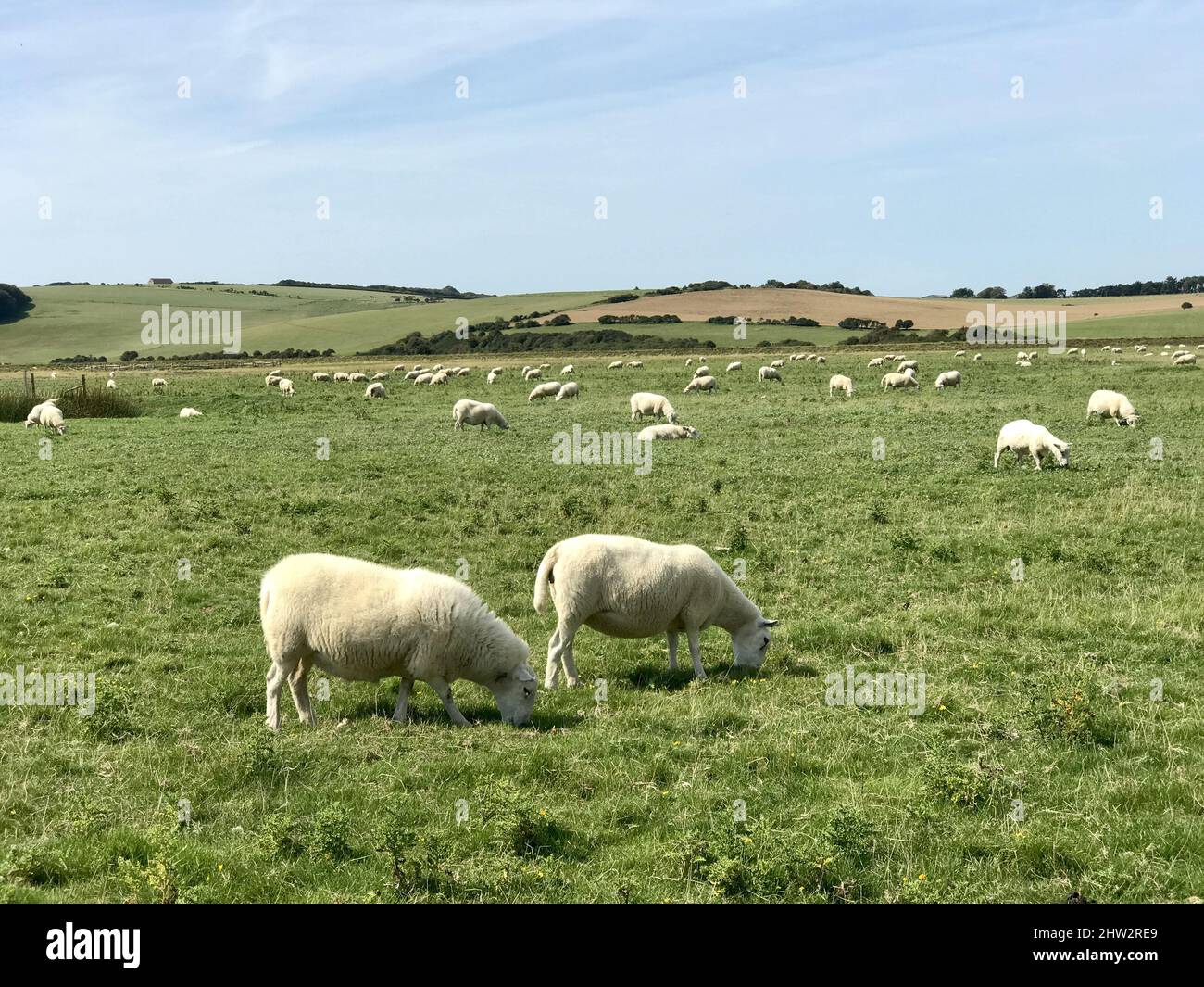 View of white sheep grazing in the green field under the bright cloudy ...