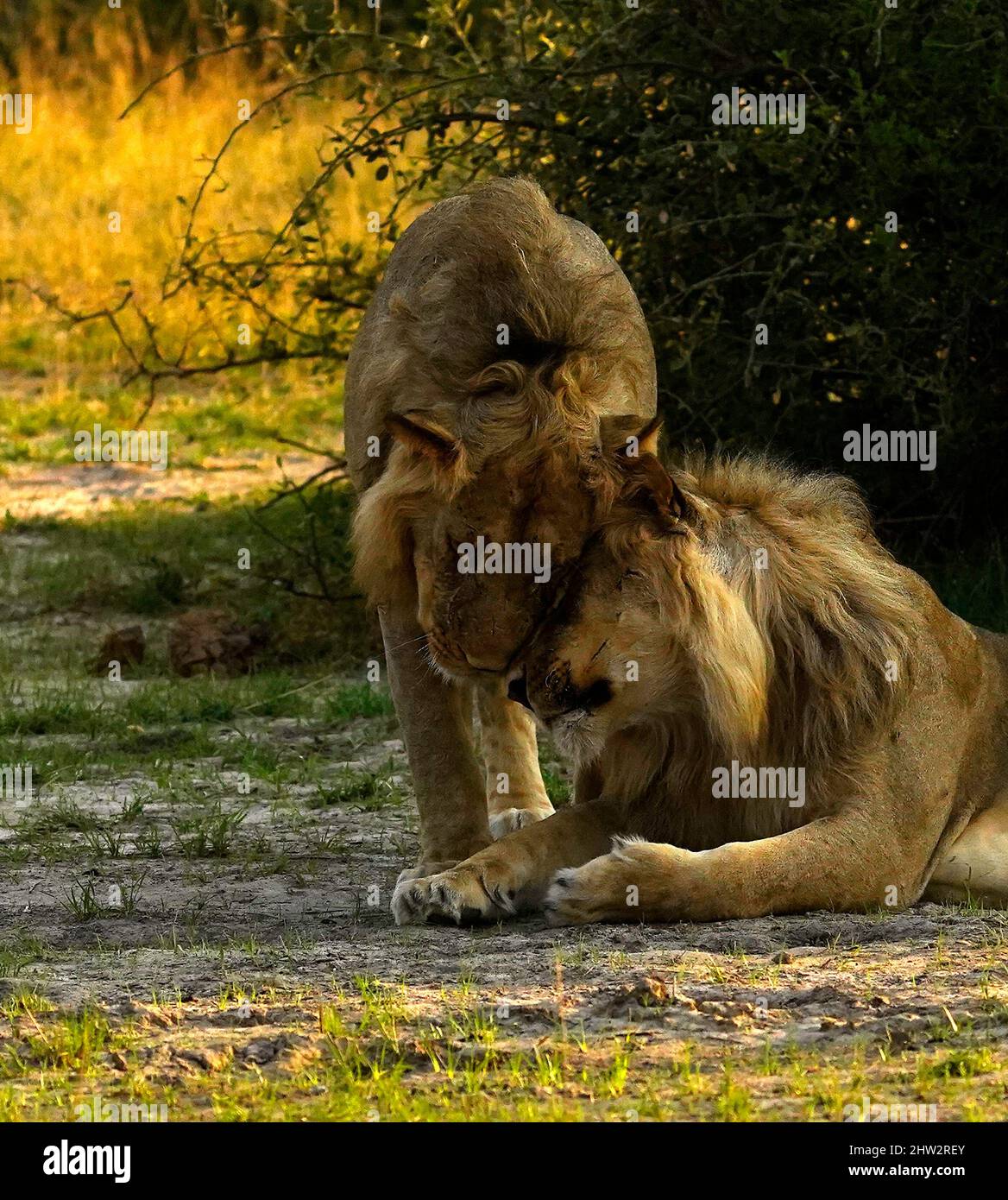 Two young male lions in the wild African savanna play fighting Stock ...