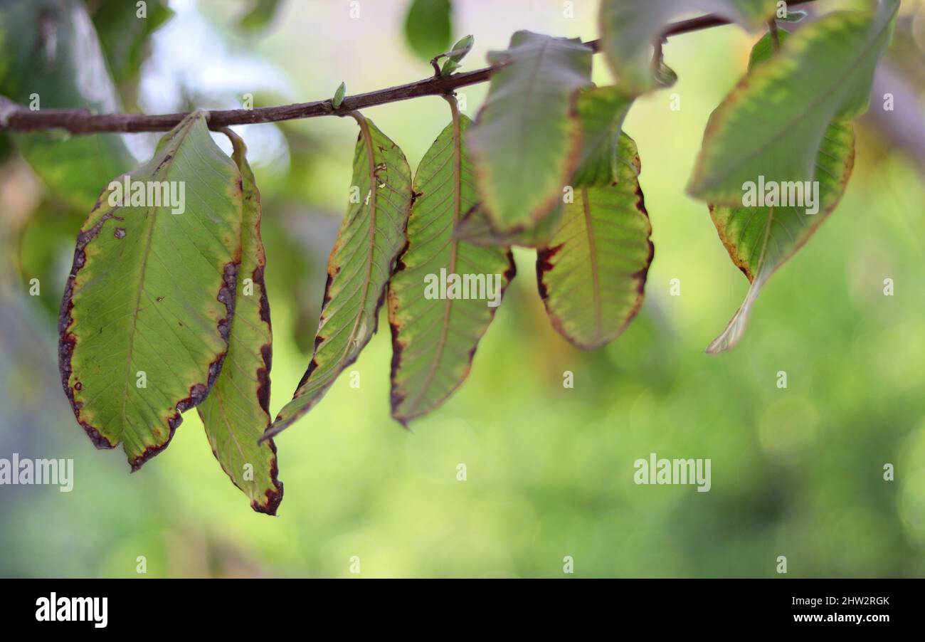 Closeup shot damaged tree hi-res stock photography and images - Alamy