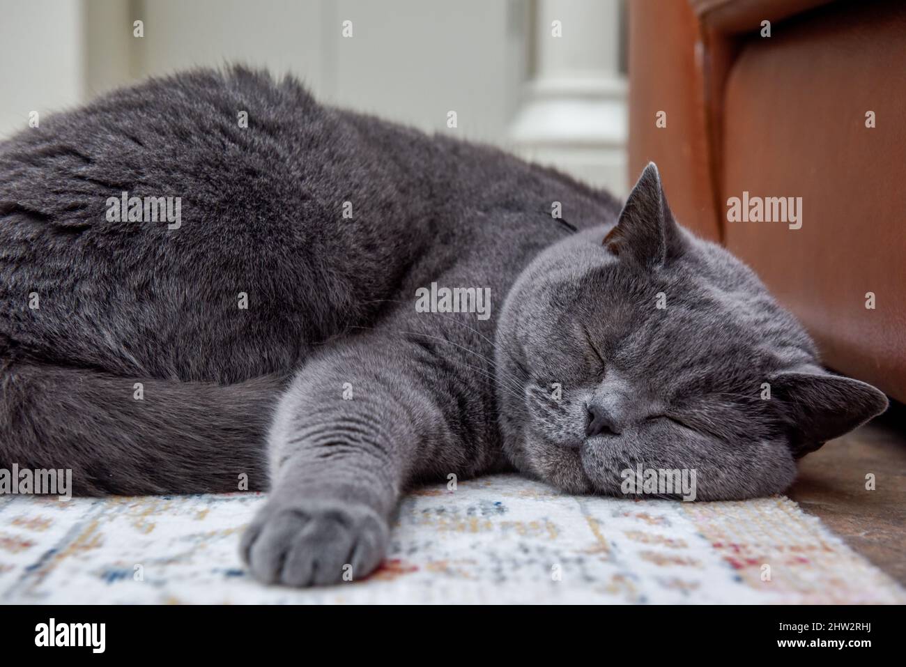 Sleeping cat at home having a rest on a rug Stock Photo - Alamy