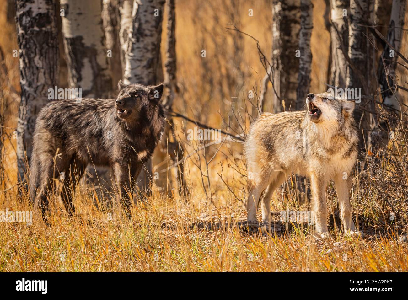 Grey wolves yellowstone hi-res stock photography and images - Alamy