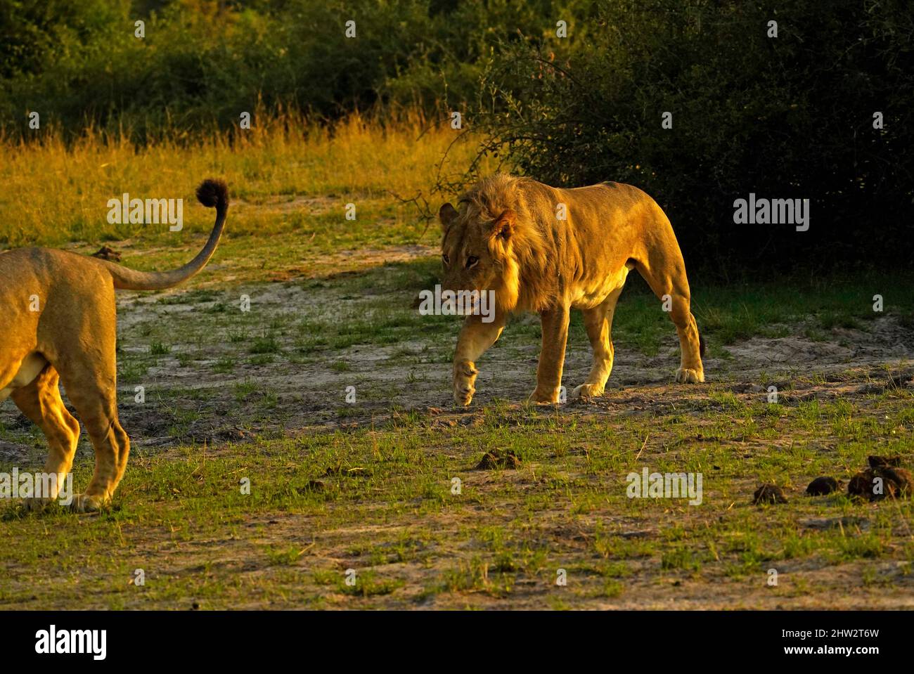 Two young male lions in the wild African savanna play fighting Stock ...