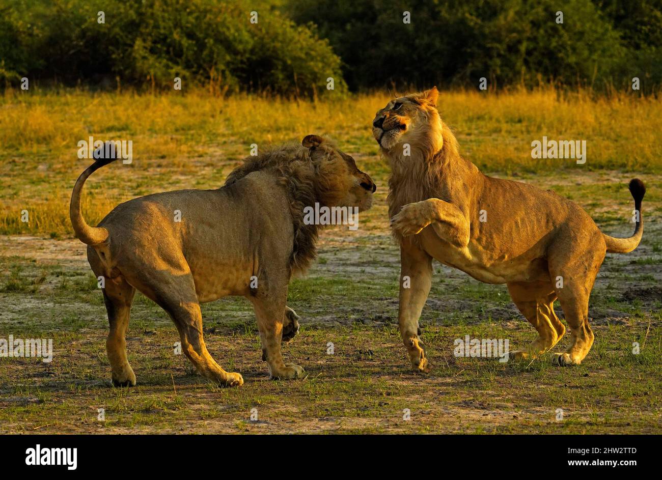Two young male lions in the wild African savanna play fighting Stock ...