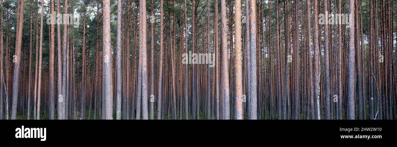 Pinus sylvestris dense pine tree forest in Kemeri National Park, Latvia ...