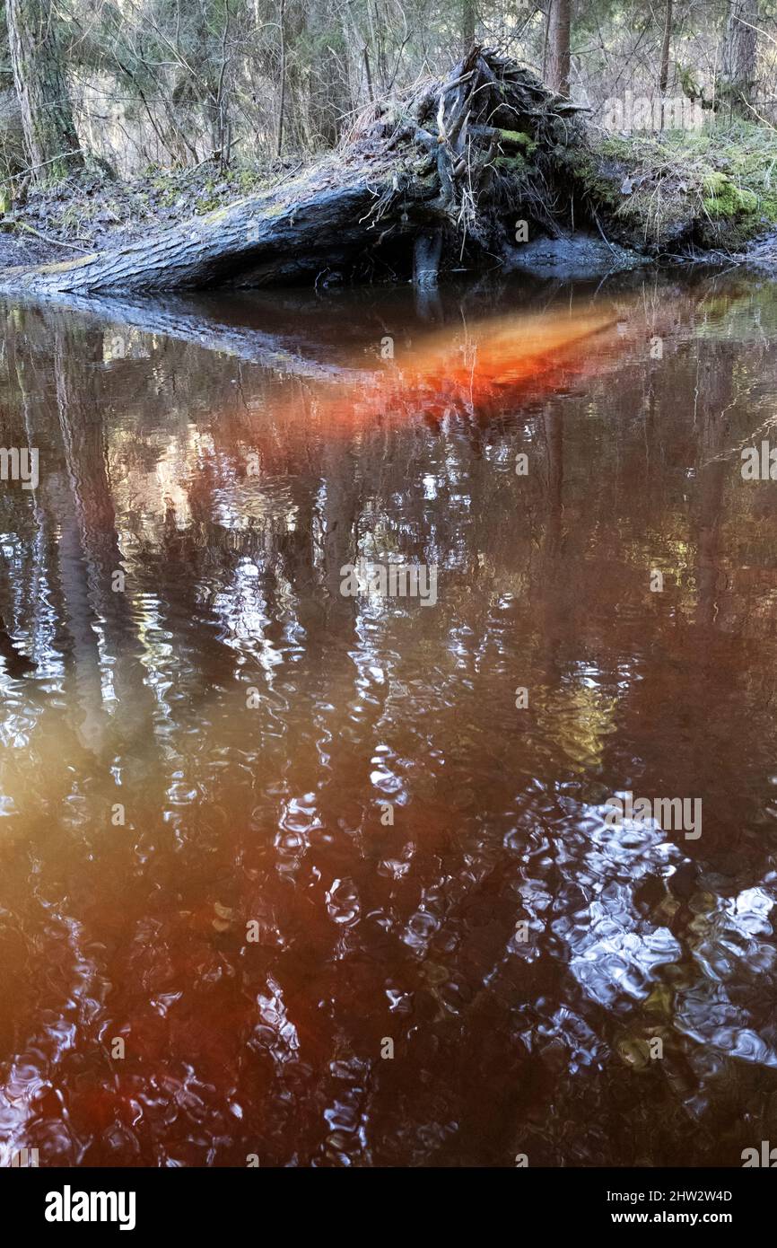 Colourful water stream reflections in Lāčupite river, Lāčupīte ...