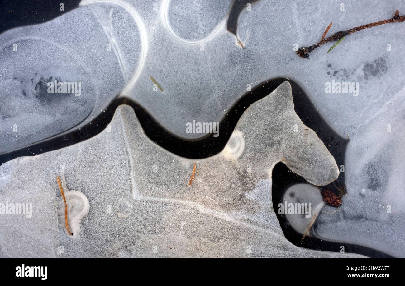 Icy drawings by nature in swamp waters, Kemeri National Park, Latvia ...