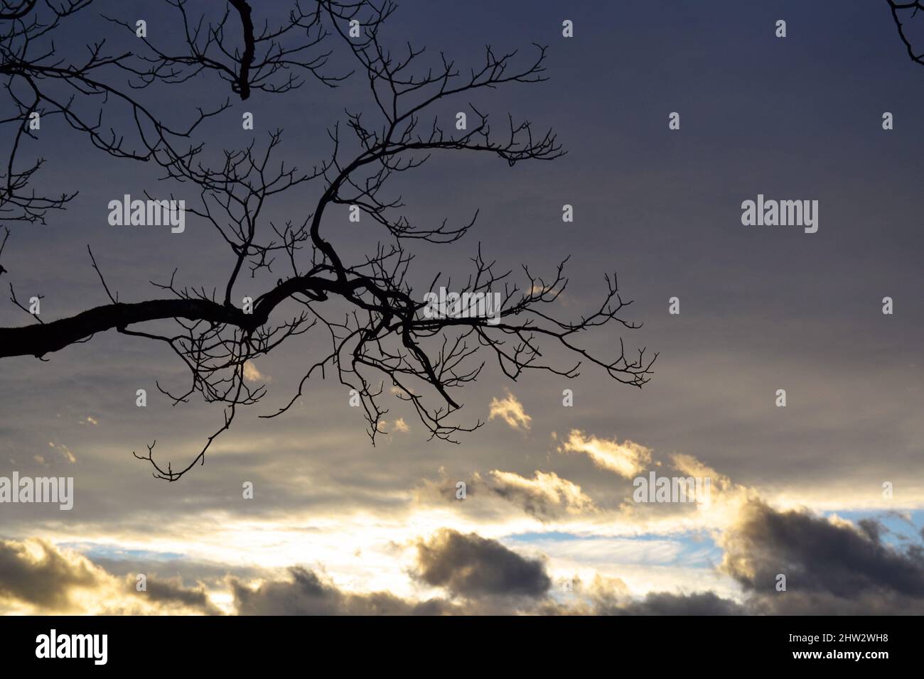Tree branches over sunset sky background Stock Photo - Alamy