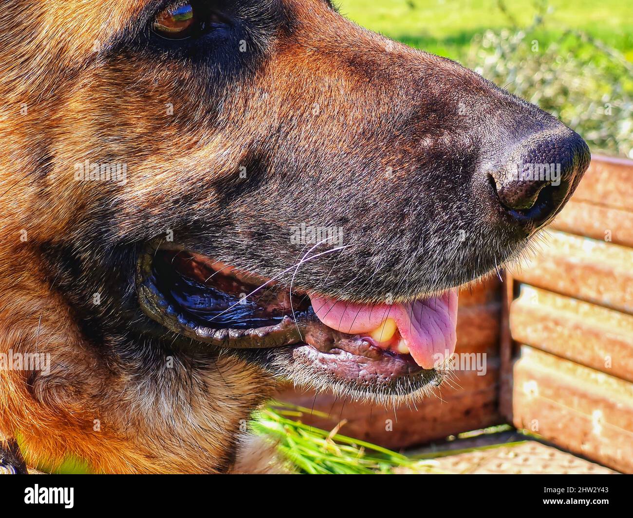 Closeup shot of German shepherd dog head with open mouth Stock Photo ...