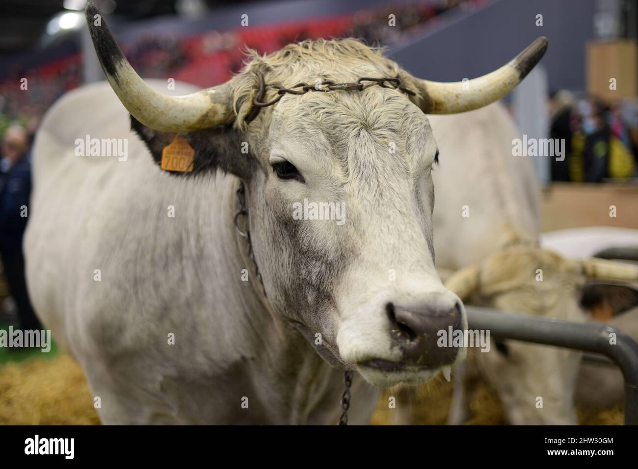view of a Gascon breed cow at the agriculture show in Paris Stock Photo ...