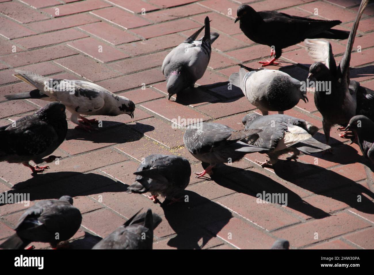 Close up shot of beautiful black and gray doves in the square Stock ...