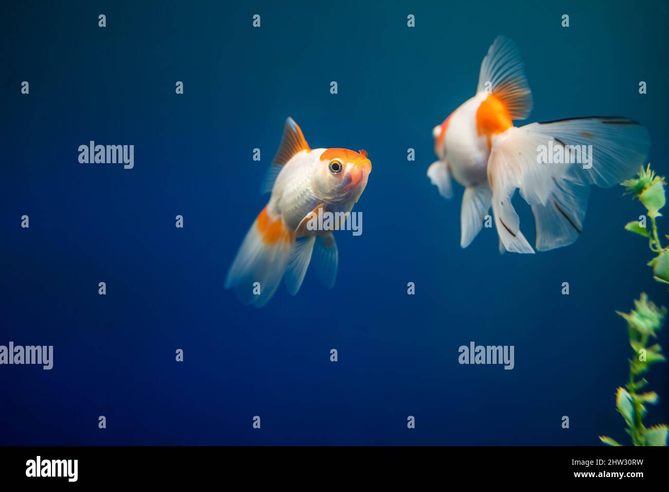 tropical fish swim in the goldfish aquarium Stock Photo - Alamy