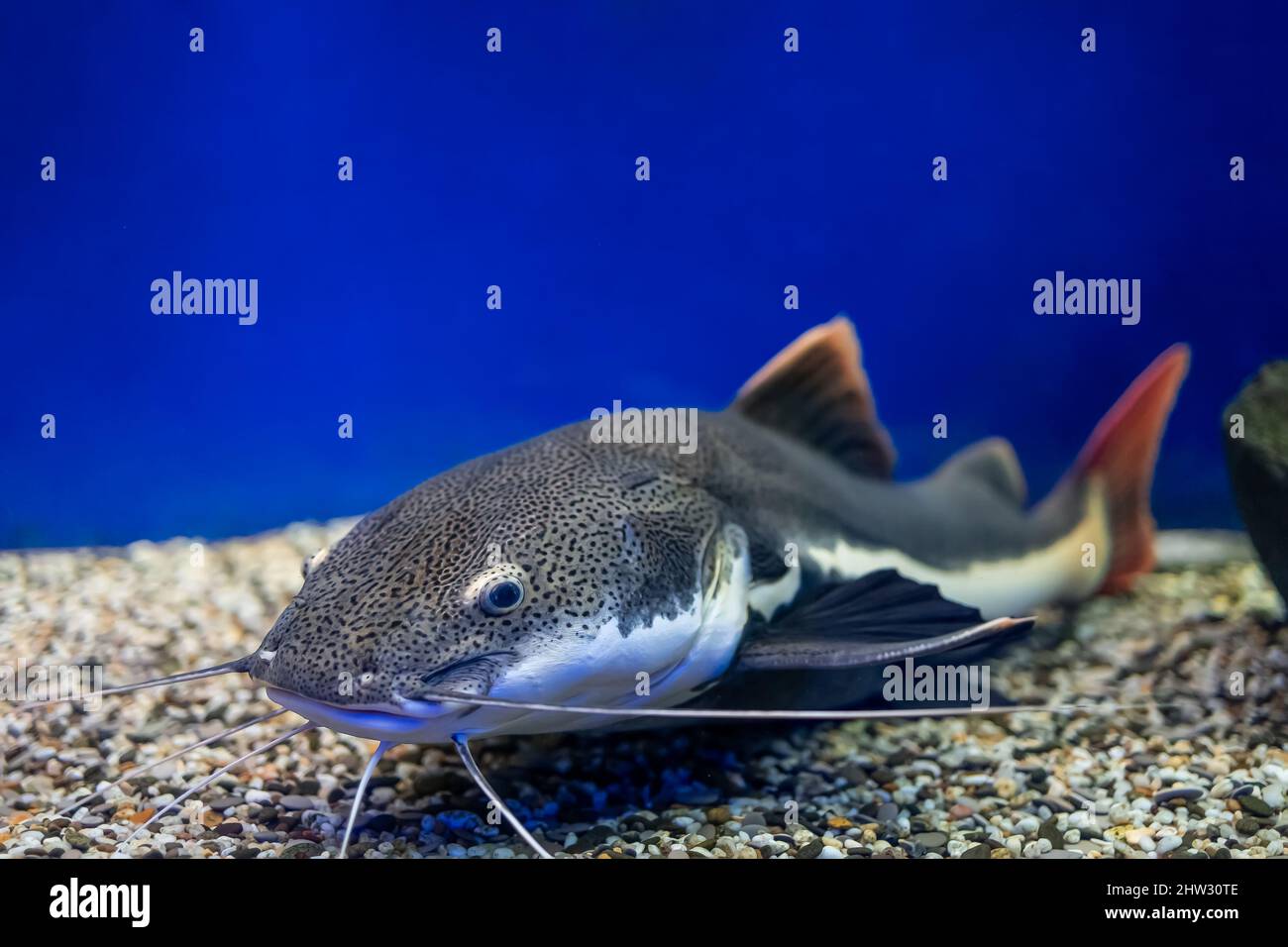 fish catfish lurks at the bottom of the aquarium and waits for the ...