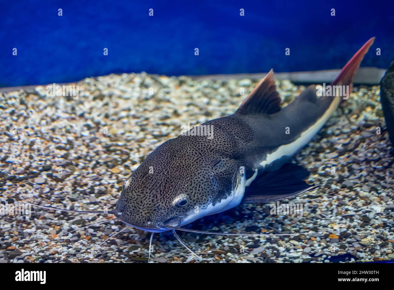 fish catfish lurks at the bottom of the aquarium and waits for the ...