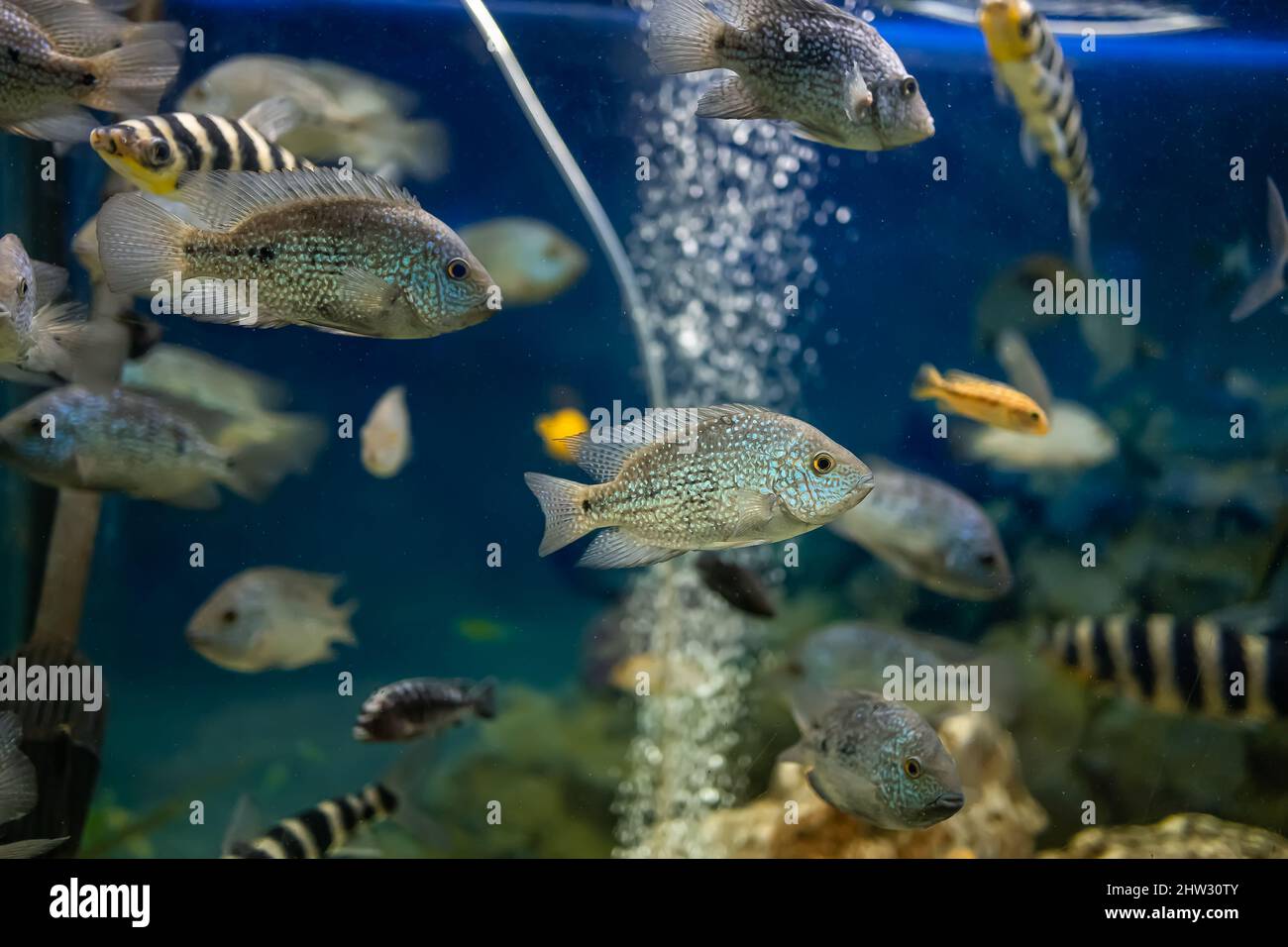 tropical fish akara turquoise swims in the aquarium Stock Photo - Alamy