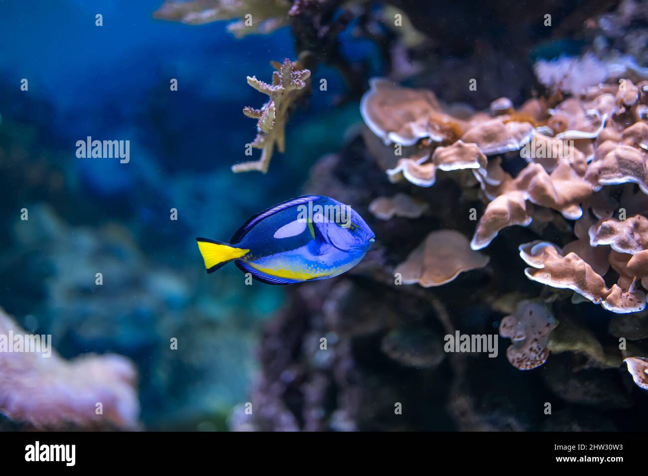 beautiful exotic fish swim in the pool Stock Photo - Alamy