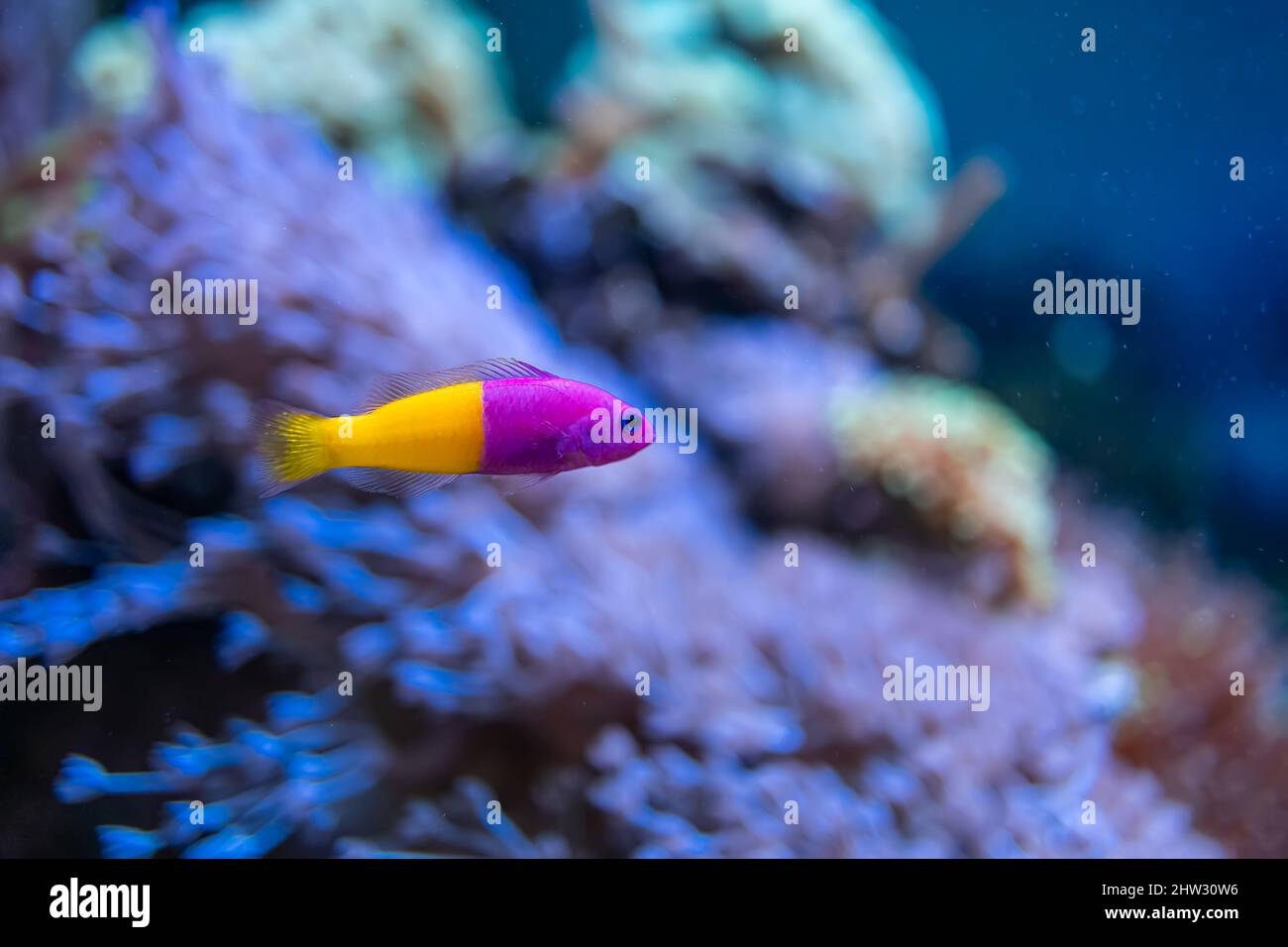 beautiful exotic fish swim in the pool Stock Photo - Alamy