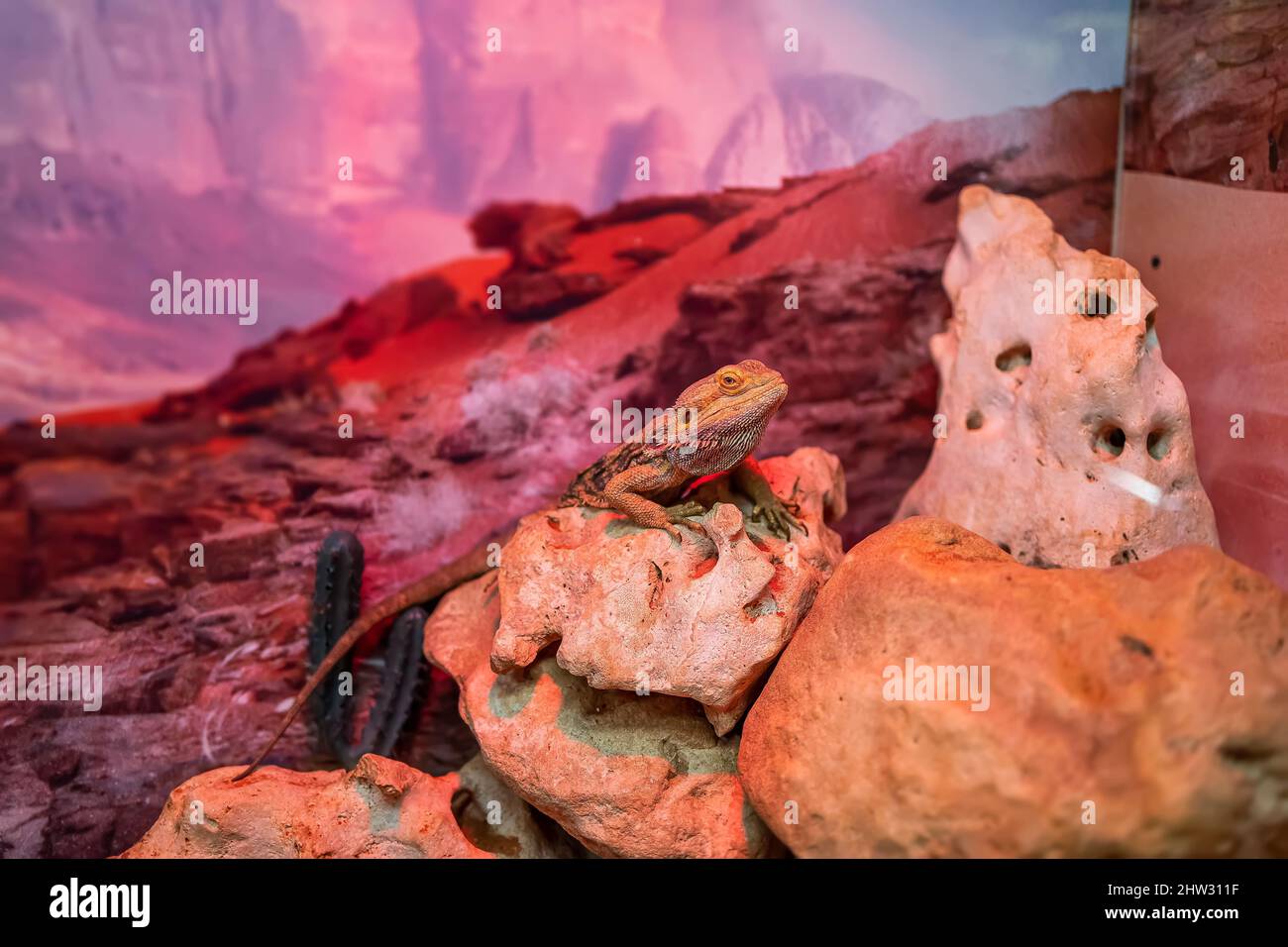 the big lizard is in the cage of its terrarium and basks under the ...