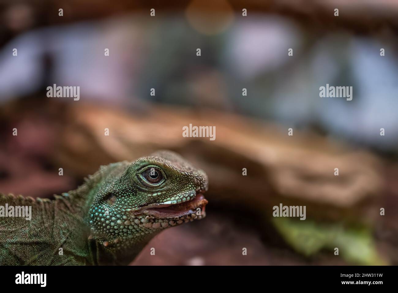 macro photography of large green lizards that are in their terrarium ...