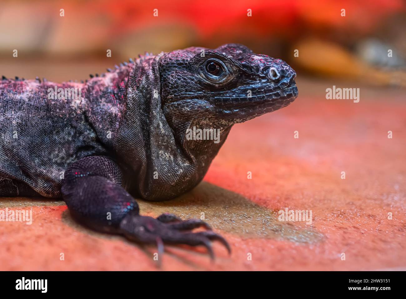 a large black lizard is in its terrarium under the rays of a lamp Stock ...