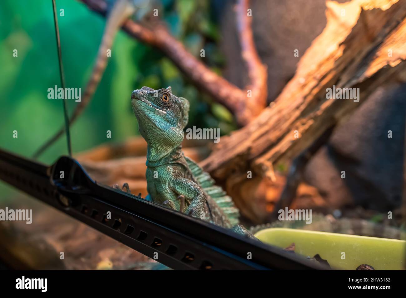 a big green lizard gets dressed up to the glass of the terrarium and ...