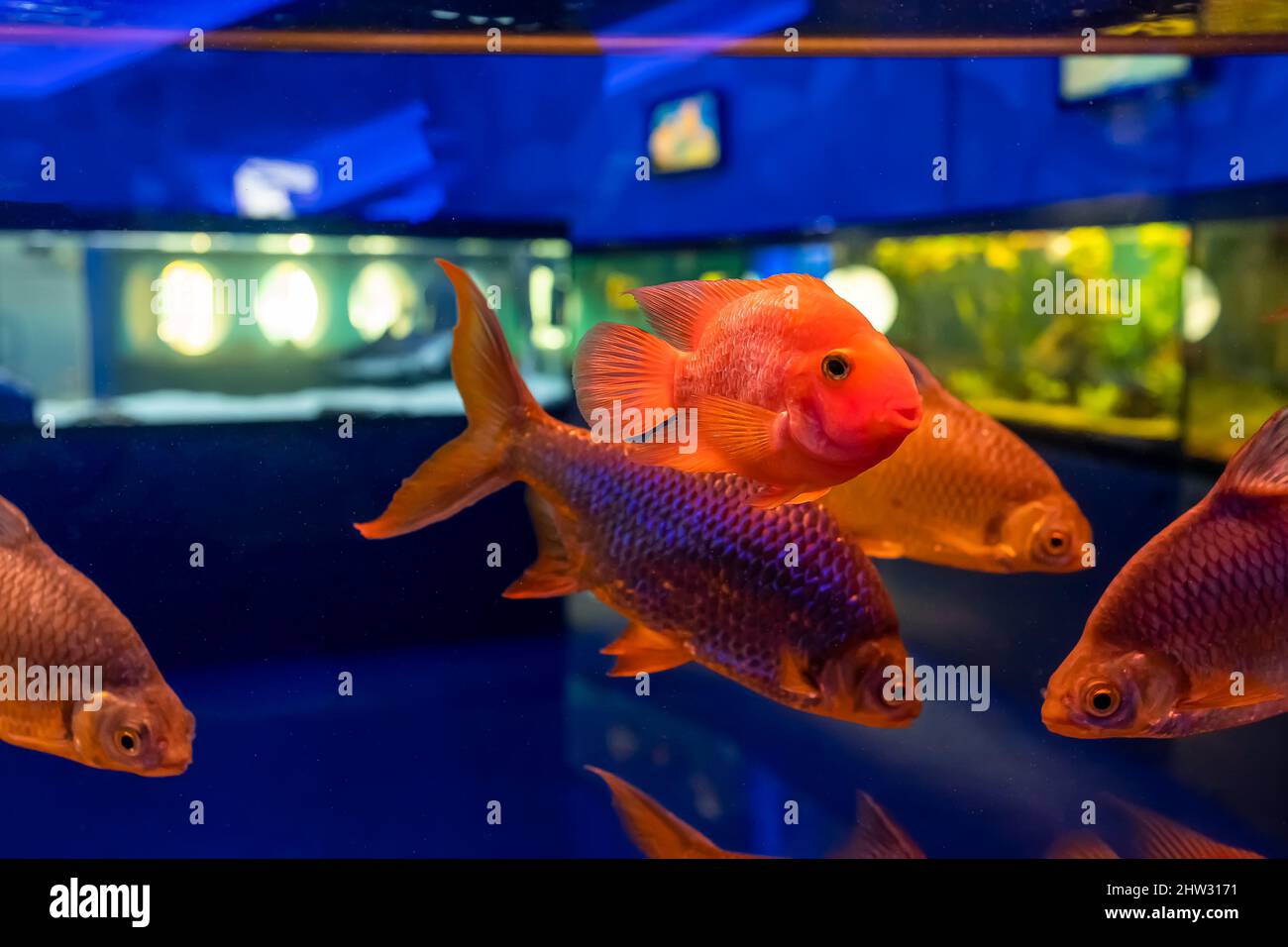 fish barbus bream swim in a transparent aquarium Stock Photo - Alamy