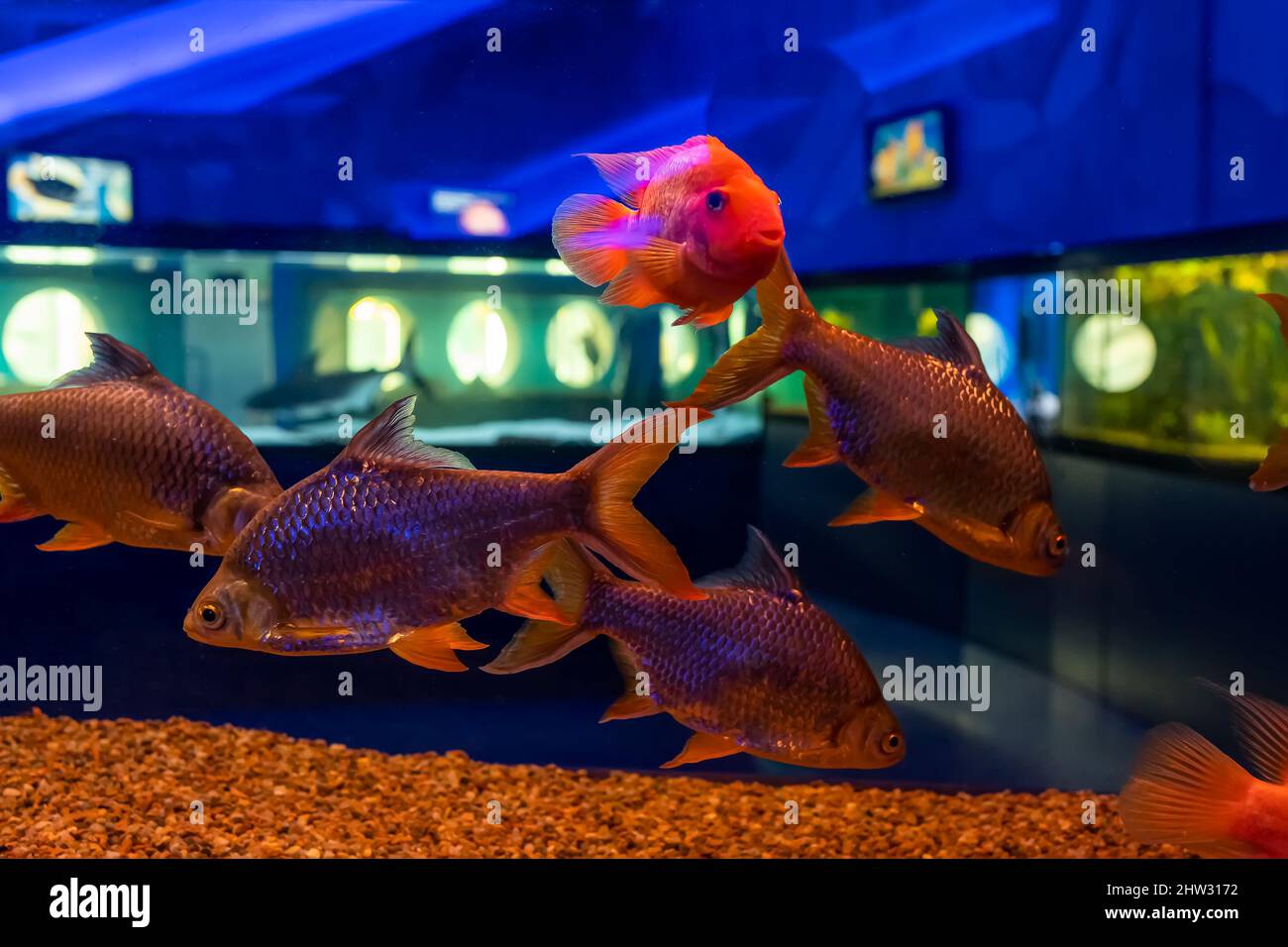 fish barbus bream swim in a transparent aquarium Stock Photo - Alamy