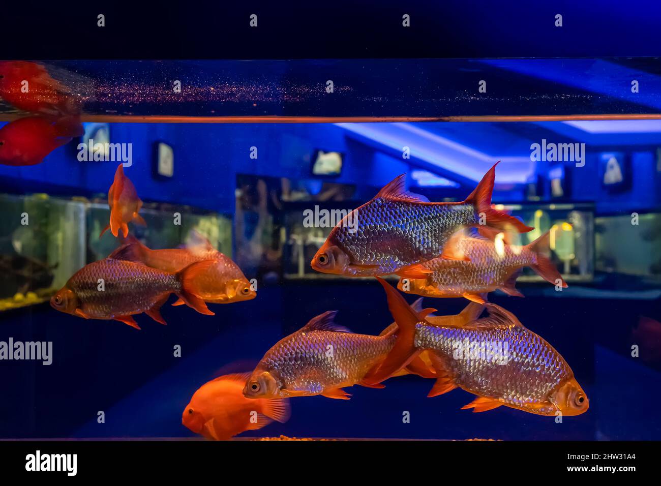 fish barbus bream swim in a transparent aquarium Stock Photo - Alamy