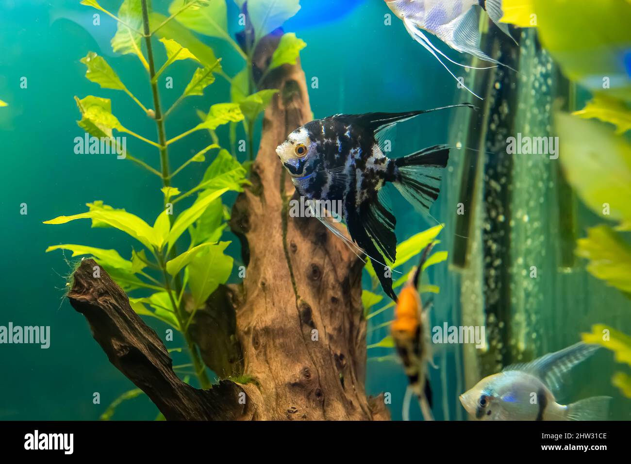 Scalaria fish hi-res stock photography and images - Alamy